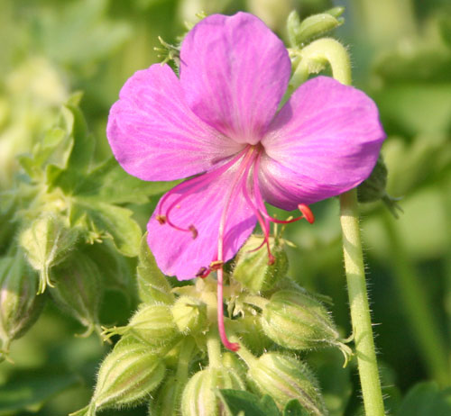 Geranium macrorrhizum 'Sandwijck' - The Plantsman's Preference