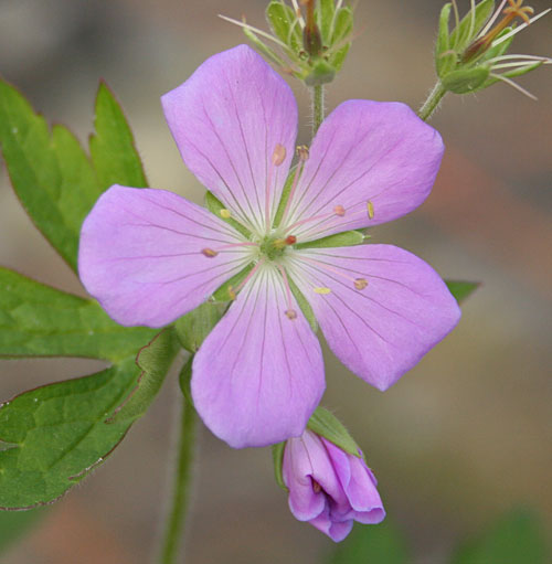 Geranium maculatum 'Putnam County' - The Plantsman's Preference