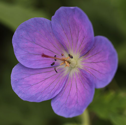 Geranium 'Nunwood Purple' - The Plantsman's Preference