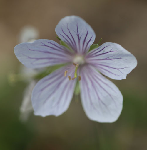 Geranium 'Summer Cloud' - The Plantsman's Preference
