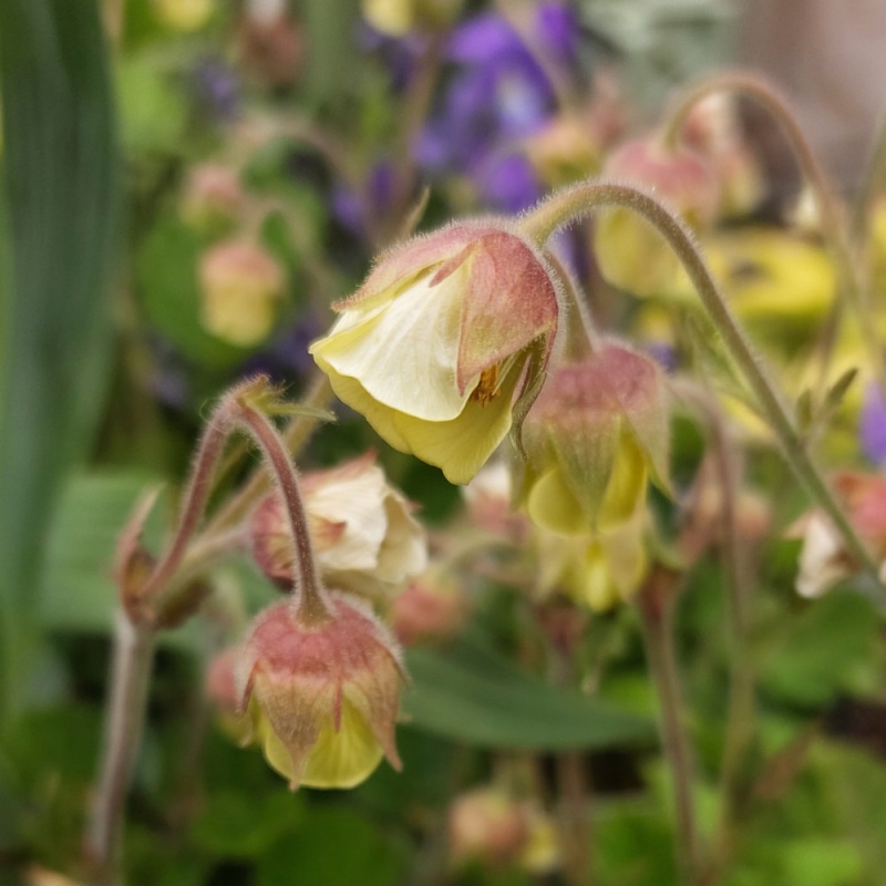 Geum 'Lemon Drops' - The Plantsman's Preference