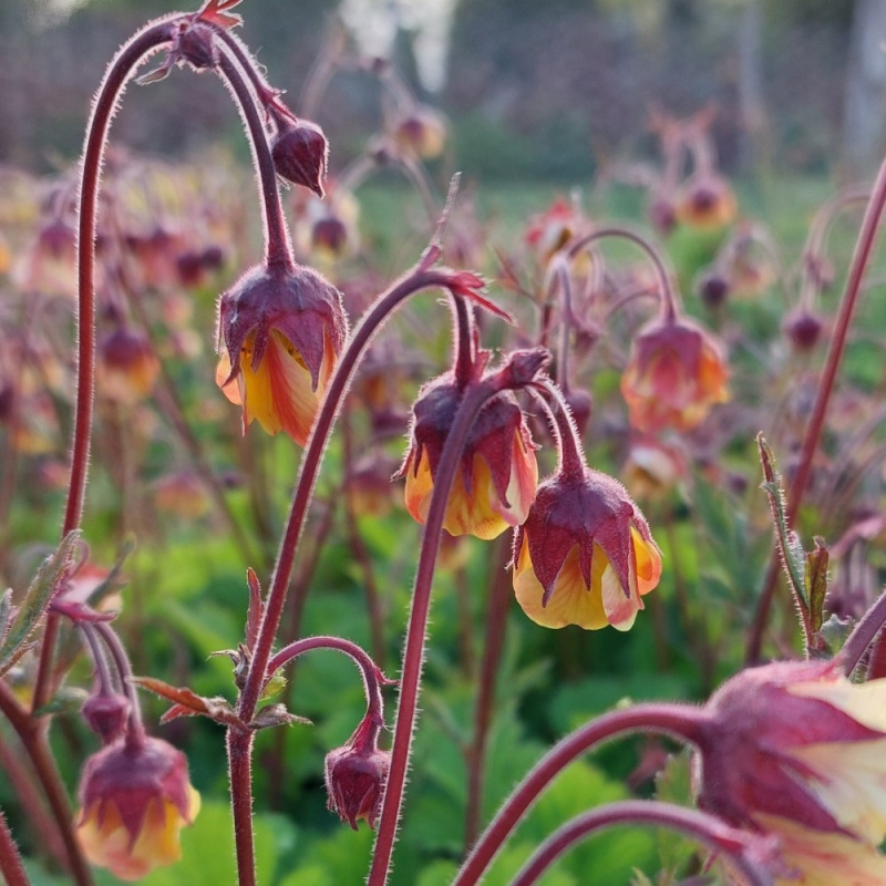 Geum 'Rusty Young' - The Plantsman's Preference