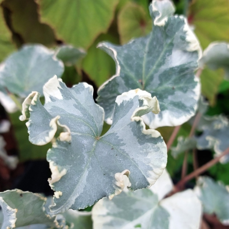 Hedera helix 'Elfenbein' - The Plantsman's Preference