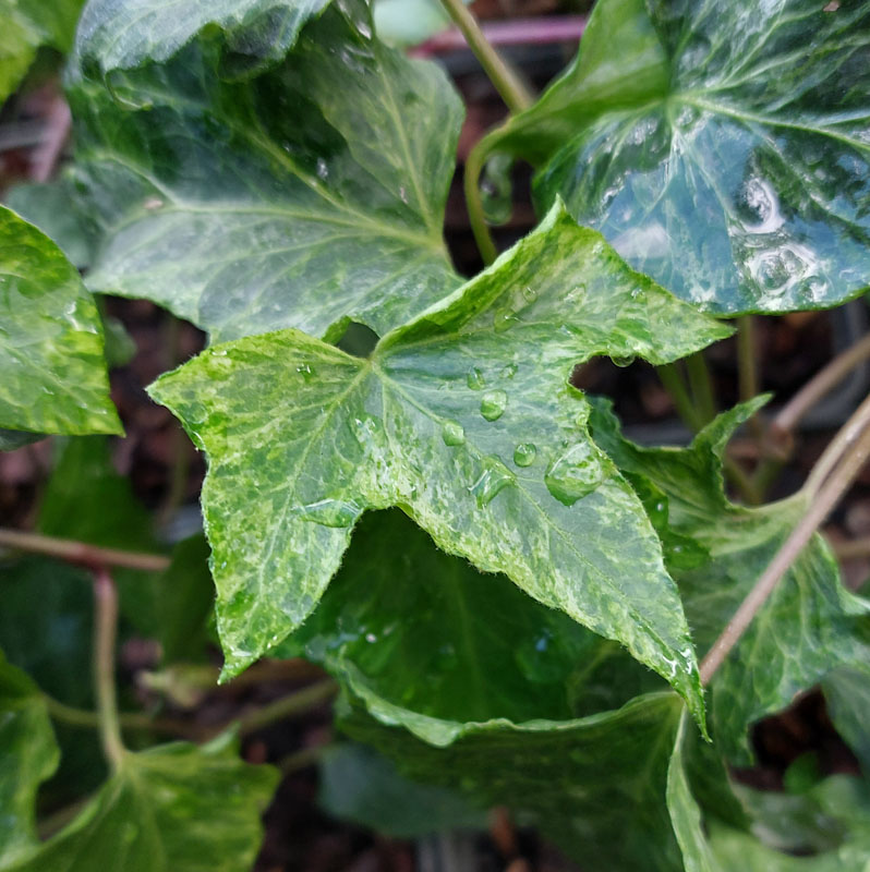 Hedera helix 'Spectre' - The Plantsman's Preference