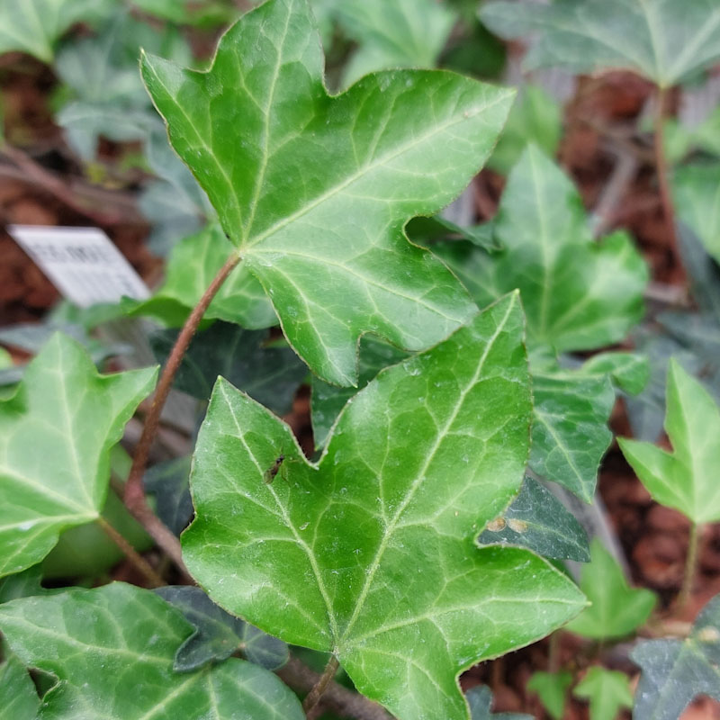 Hedera hibernica 'Palmata' - The Plantsman's Preference