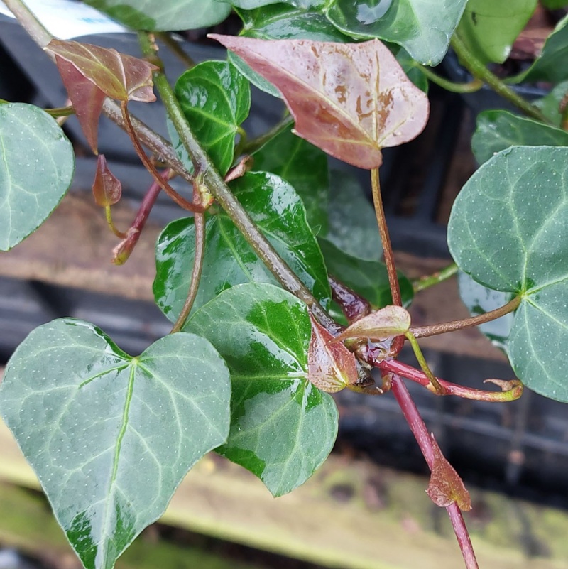 Hedera nepalensis var. sinensis - The Plantsman's Preference