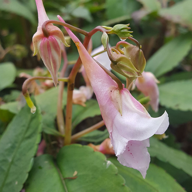 Impatiens sp. P1961 - The Plantsman's Preference