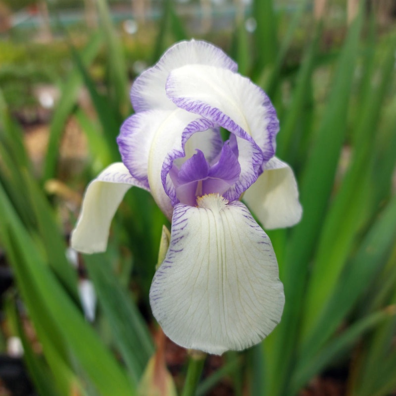 Iris 'Ma Mie' IB - The Plantsman's Preference