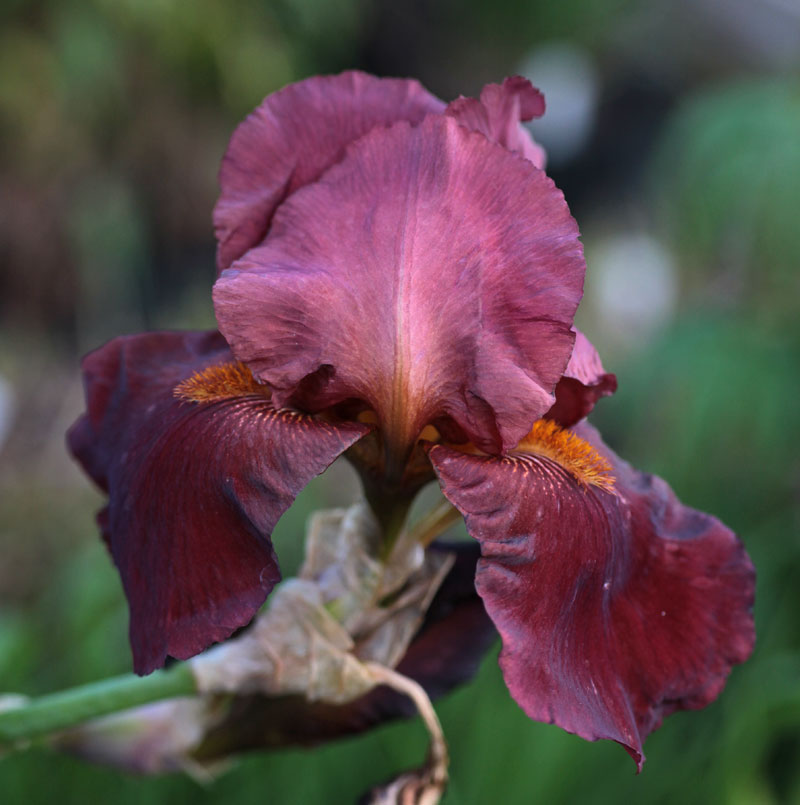Iris 'Quechee' - The Plantsman's Preference