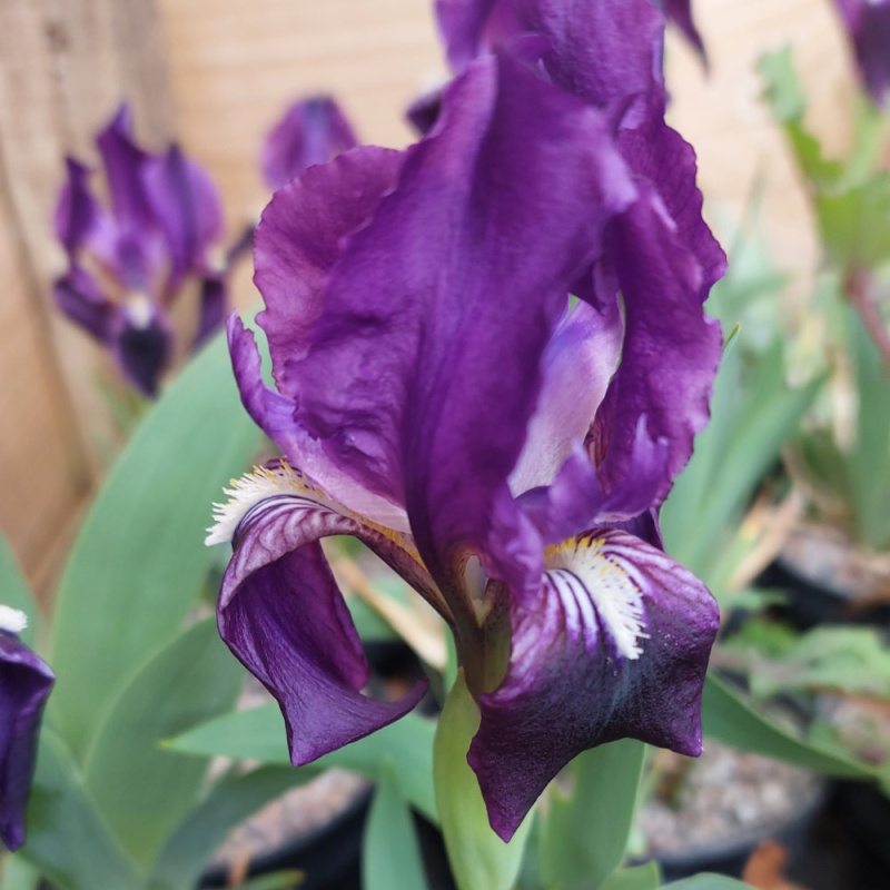 Iris sp. aff subbiflora - The Plantsman's Preference