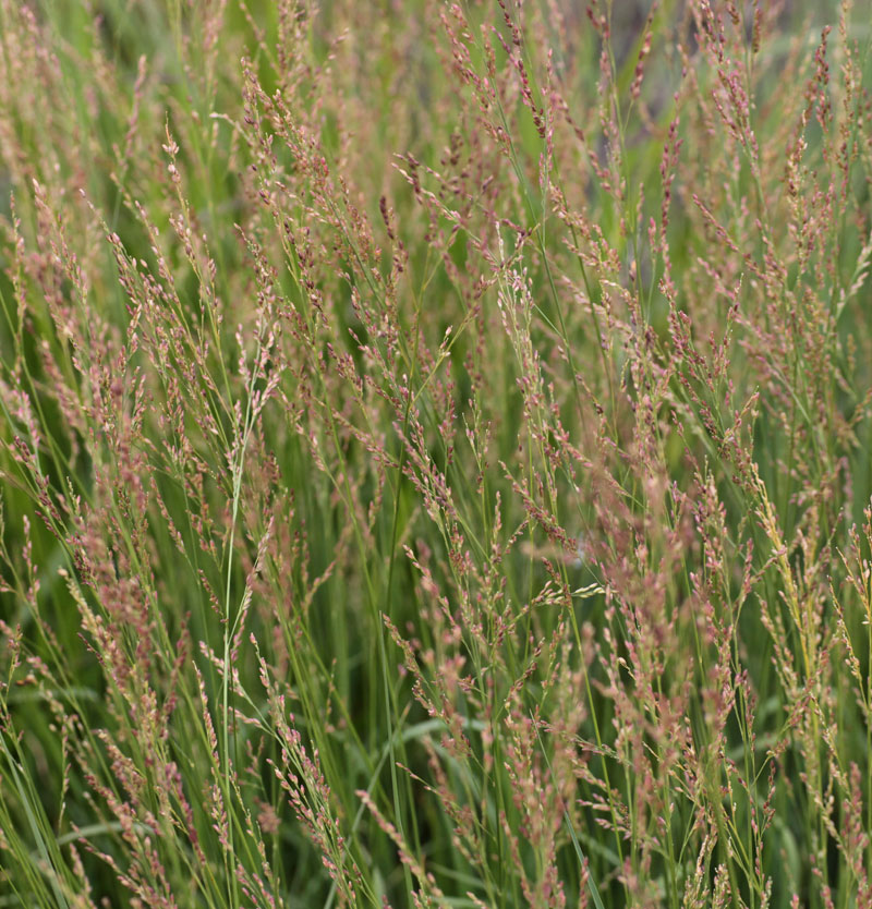 Panicum bulbosum - The Plantsman's Preference