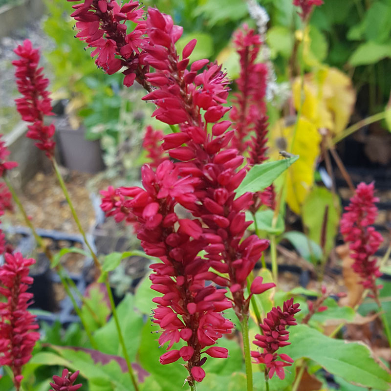 Bistorta amplexicaulis 'Red Baron' - The Plantsman's Preference