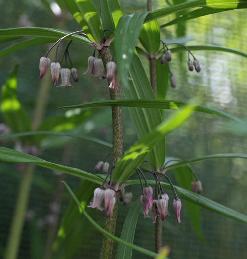 Polygonatum verticillatum tall form - The Plantsman's Preference