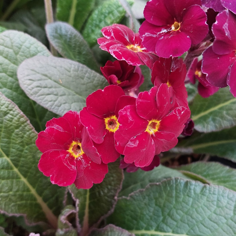 Primula ex Barnhaven Indian Reds - The Plantsman's Preference