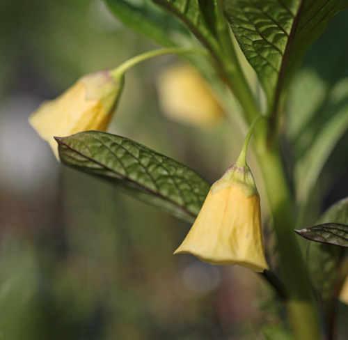 Scopolia carniolica var. brevifolia - The Plantsman's Preference