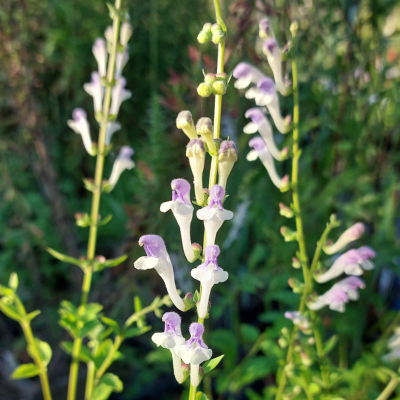 Scutellaria tournefortii - The Plantsman's Preference