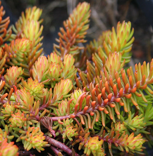 Sedum rupestre 'Angelina' - The Plantsman's Preference