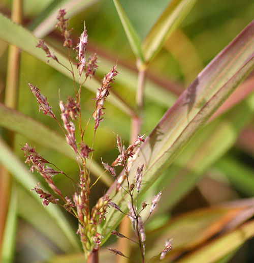 Spodiopogon sibiricus - The Plantsman's Preference