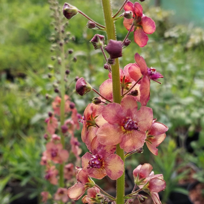 Verbascum 'Ginger Rocket' - The Plantsman's Preference