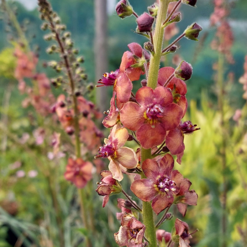 Verbascum 'Ginger Rocket' - The Plantsman's Preference