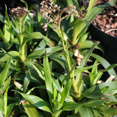 Luzula - The Plantsman's Preference