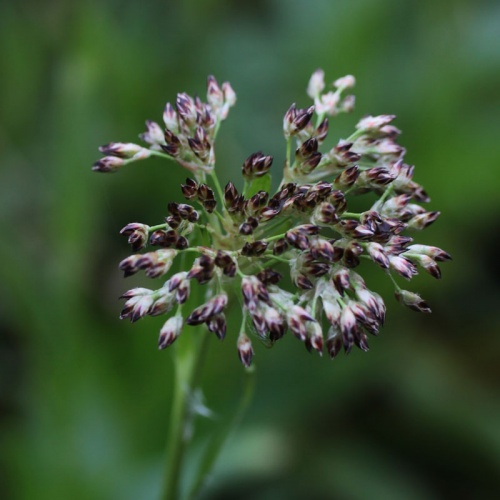 Luzula - The Plantsman's Preference