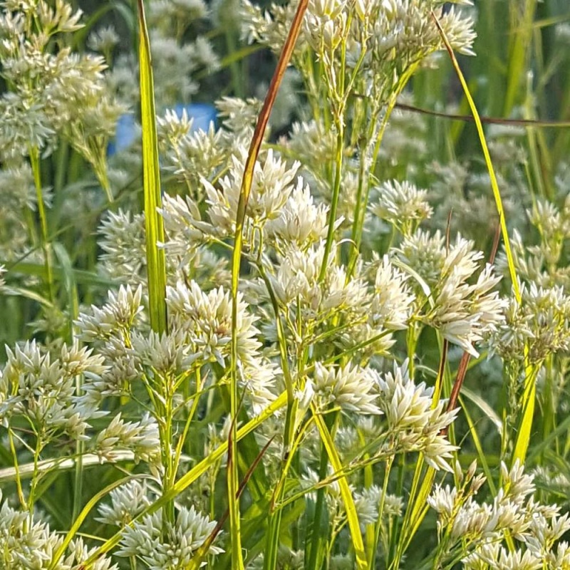 Luzula - The Plantsman's Preference