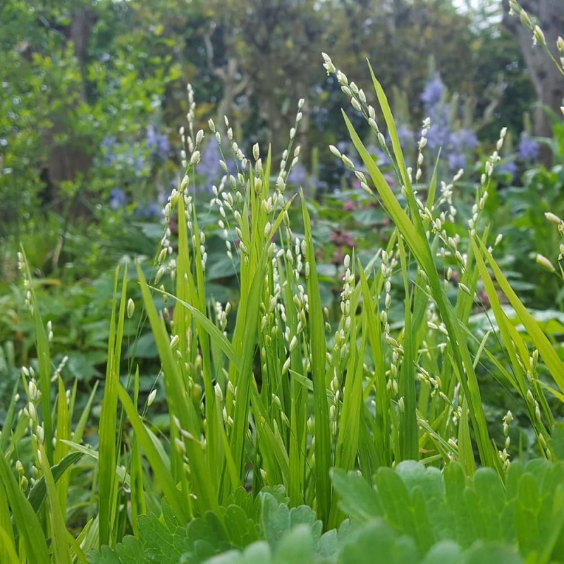 Melica - The Plantsman's Preference