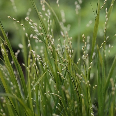 Melica - The Plantsman's Preference