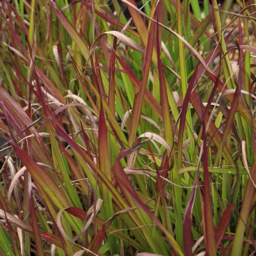 Miscanthus - The Plantsman's Preference