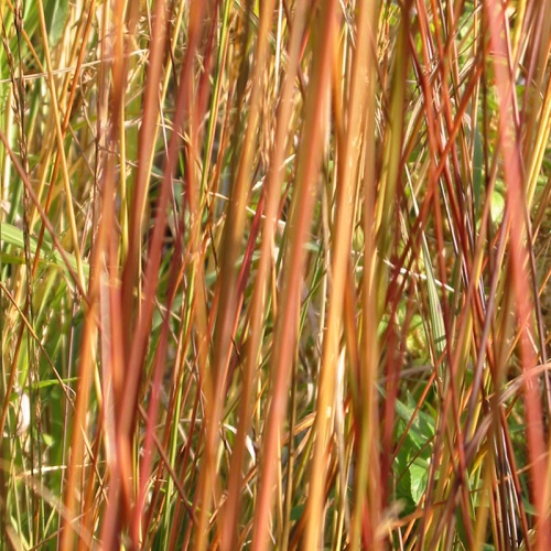 Molinia - The Plantsman's Preference