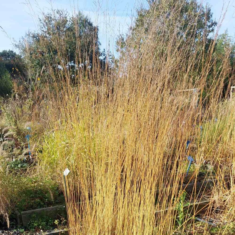 Molinia - The Plantsman's Preference