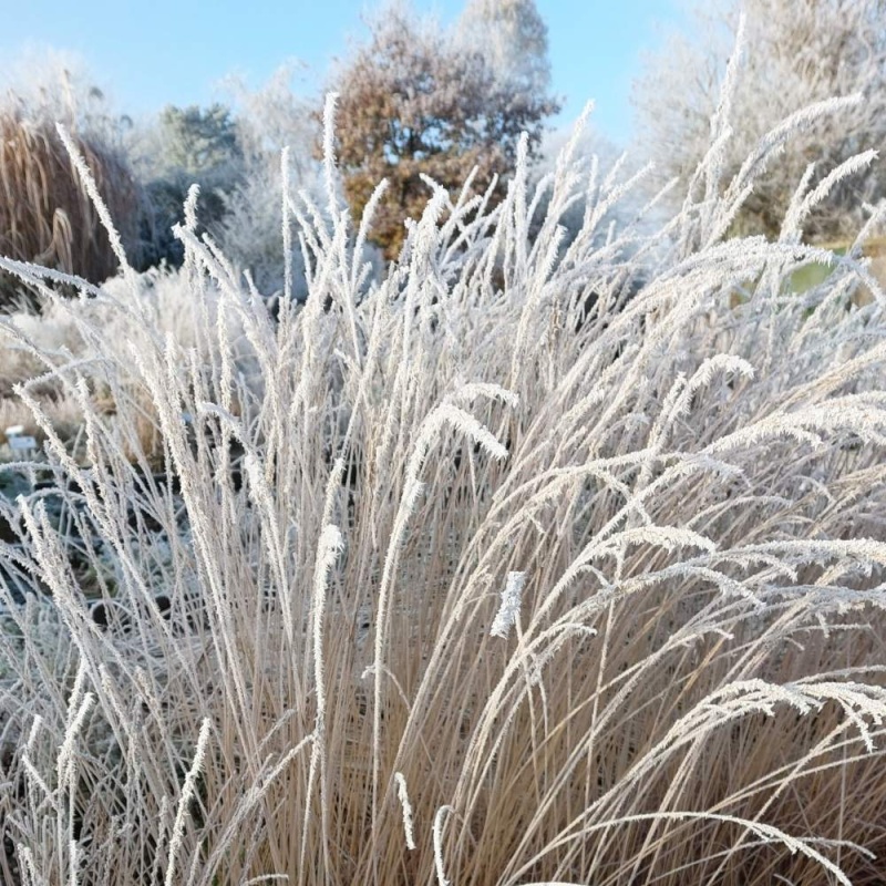 Molinia - The Plantsman's Preference