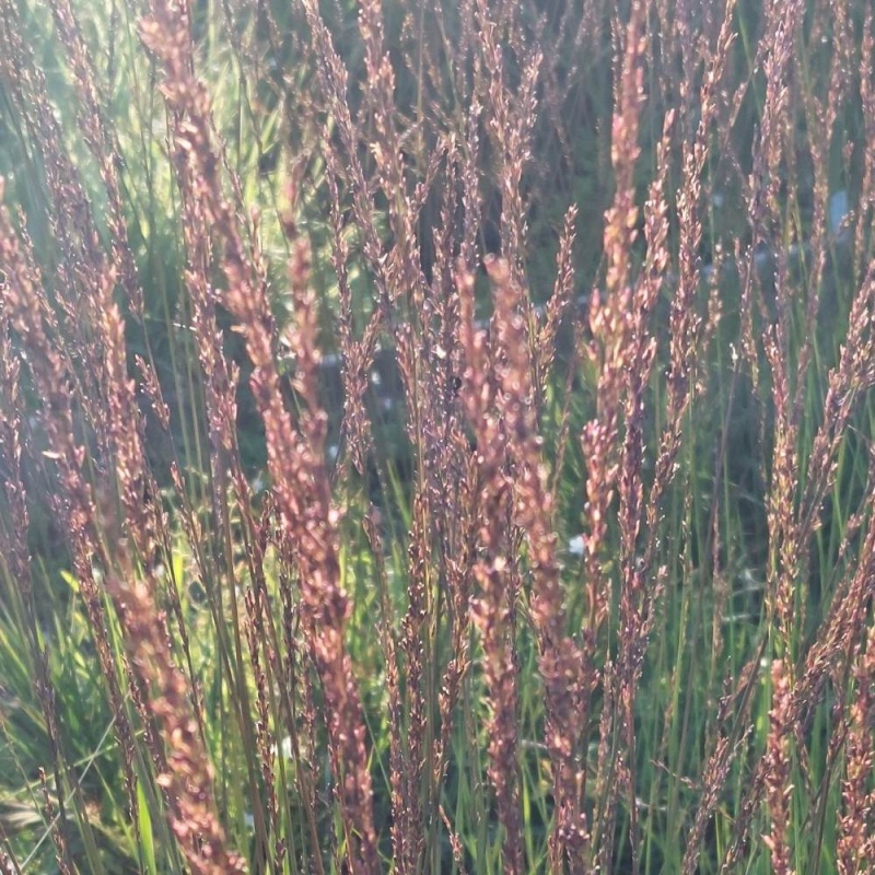 Molinia - The Plantsman's Preference