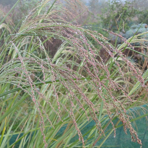 All Grasses [3] - The Plantsman's Preference