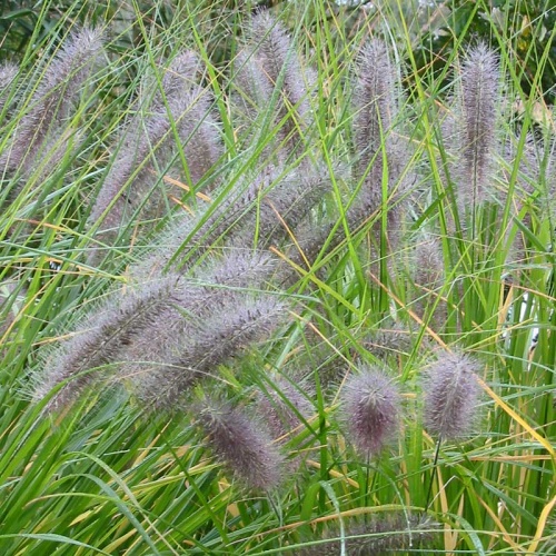 Pennisetum - The Plantsman's Preference