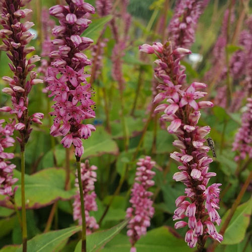 Persicaria - The Plantsman's Preference