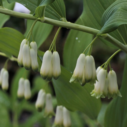 All Perennials [13] - The Plantsman's Preference