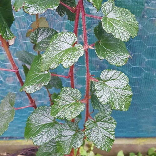 Rubus ulmifolius 'Bellidiflorus' - The Plantsman's Preference