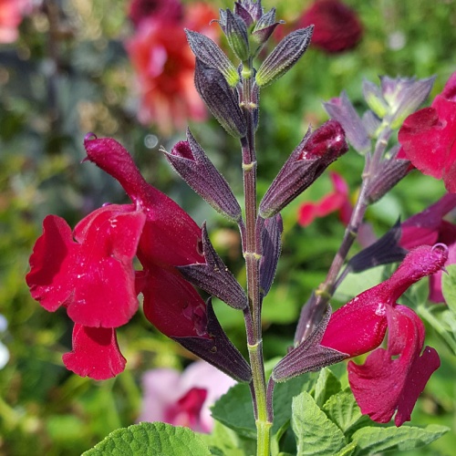 All Perennials [*] - The Plantsman's Preference