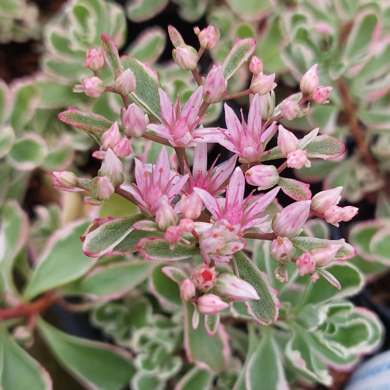 Sedum rupestre 'Angelina' - The Plantsman's Preference