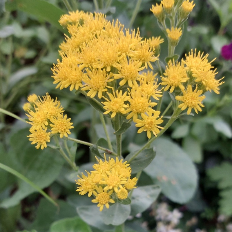 Recently Added - The Plantsman's Preference