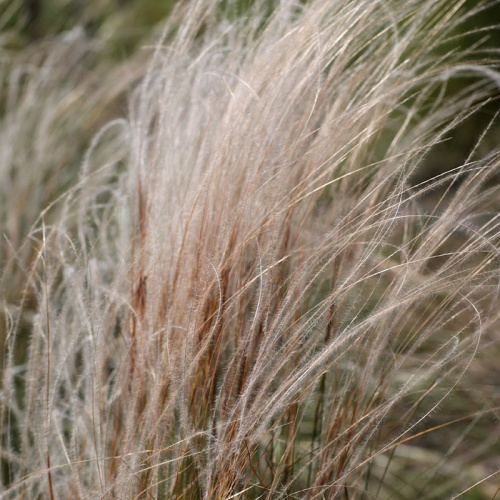 Stipa - Hardy Geraniums, Ornamental Grasses and New, rare and unusual ...