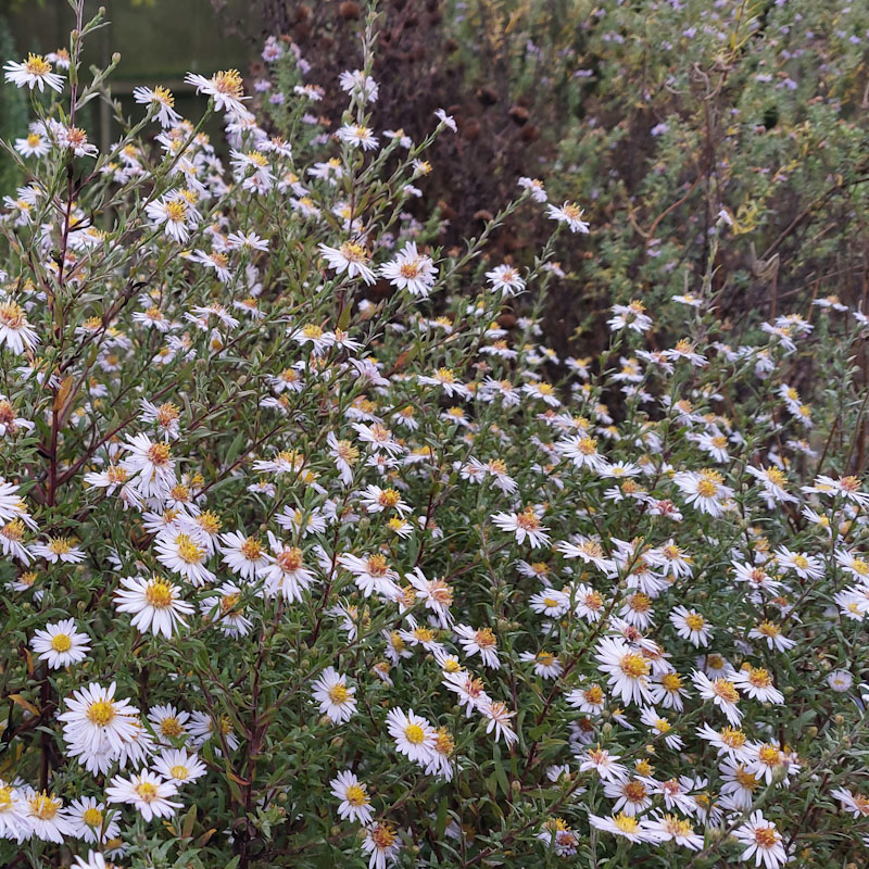 Aster - The Plantsman's Preference