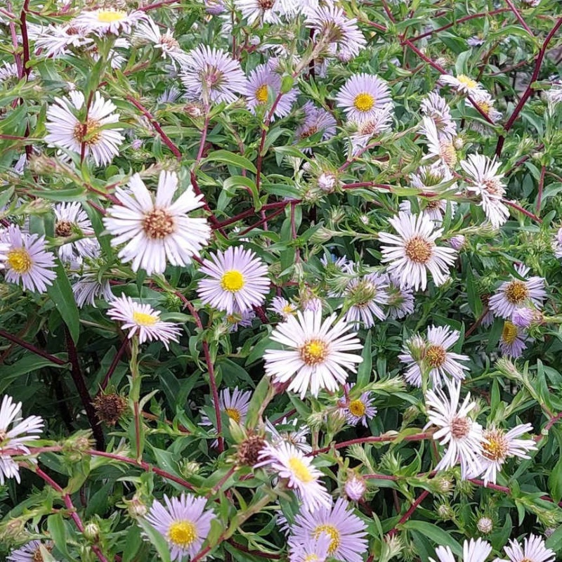 Aster - The Plantsman's Preference