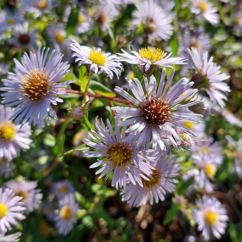 Aster - The Plantsman's Preference