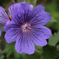 ALL Geraniums - Hardy Geraniums, Ornamental Grasses and New, rare and ...