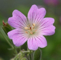All Other Geraniums - Hardy Geraniums, Ornamental Grasses and New, rare ...