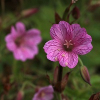 x oxonianum - Hardy Geraniums, Ornamental Grasses and New, rare and ...