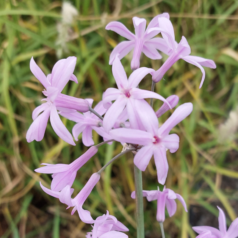 Tulbaghia - The Plantsman's Preference